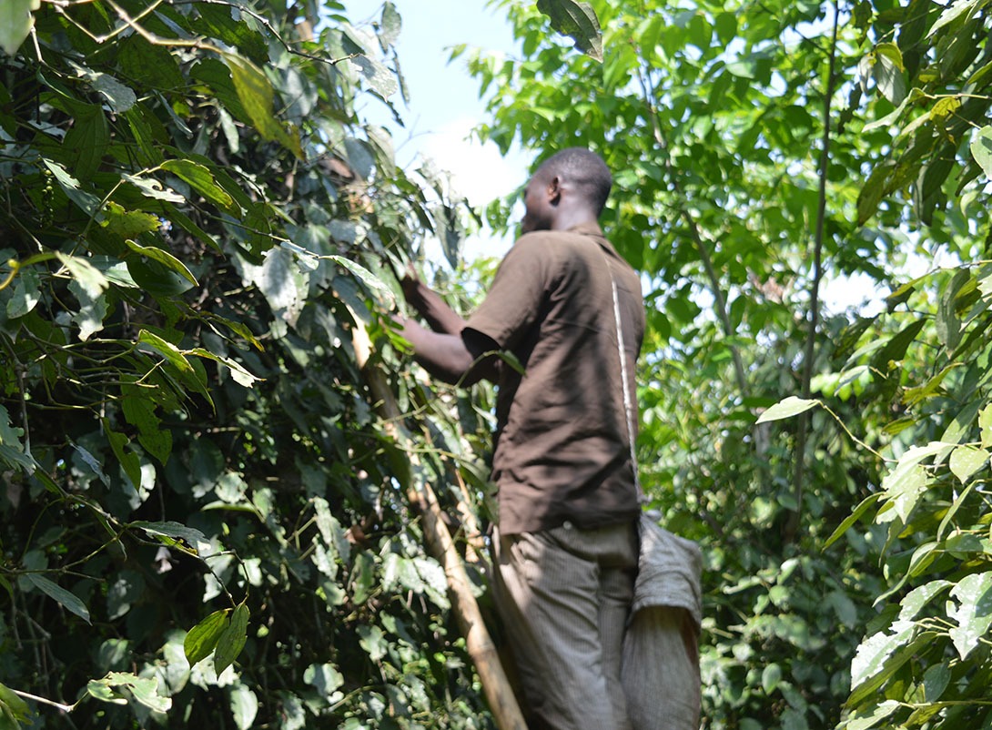 Dangote Farms Agronomists and Extension staff: digital training on crop ...