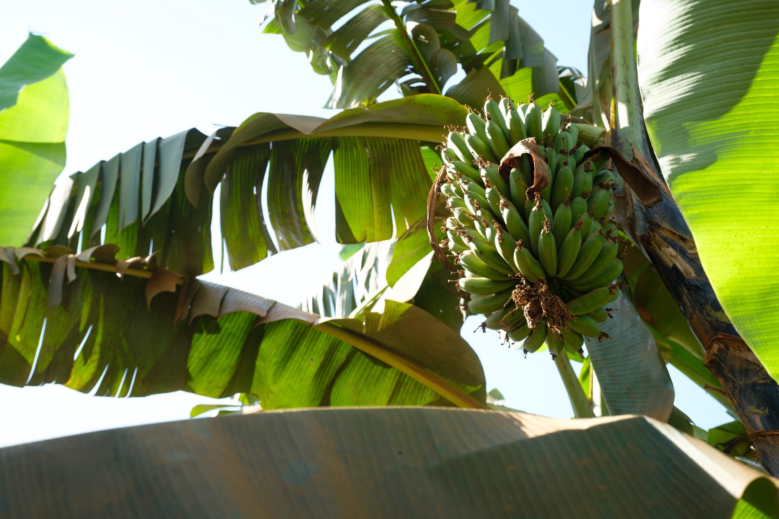 News Digest: Agri-food production - COLEAD NEWS