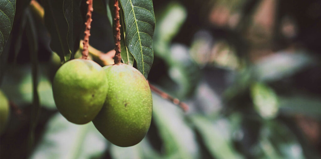 Start of the 2021 mango season in Togo – a reminder of the mango ...