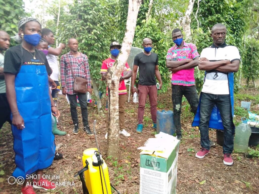 COLEACP training – Improving SPS practices along the whole Penja pepper ...