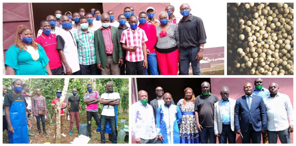 COLEACP training – Improving SPS practices along the whole Penja pepper ...