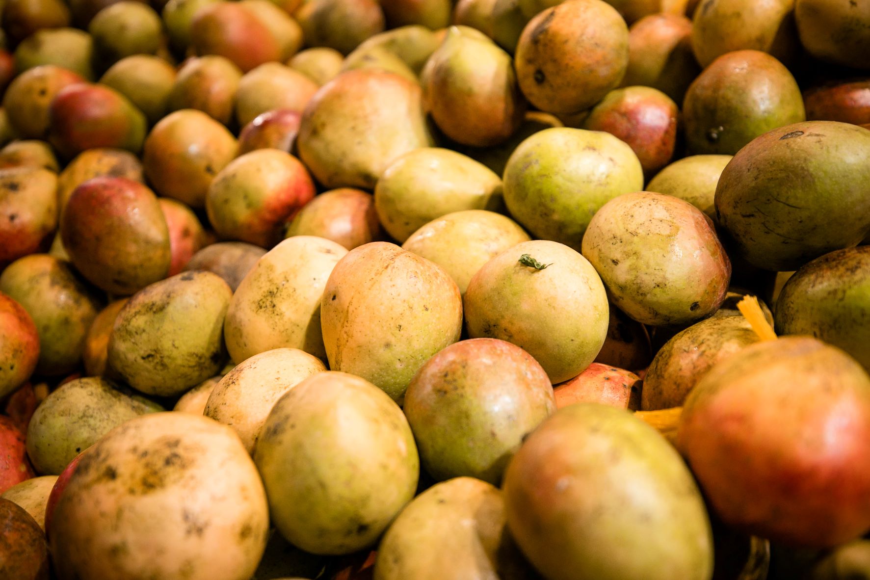 Workshop to launch the Regional Guide to Good Mango Practices in West ...