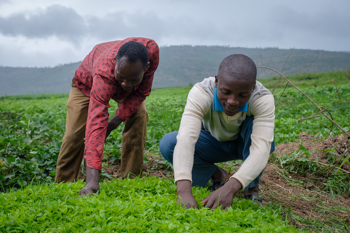Reducing pesticide use in tropical agriculture - COLEAD NEWS