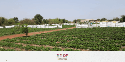 Le projet de révision de la législation phytosanitaire bat son plein au Sénégal ; retour sur l ...